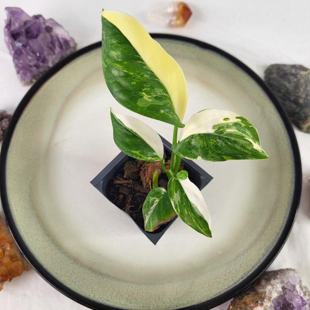 Monstera Lechleriana Variegated 2.5" Pot, Fedex 2 Day* - Etsy