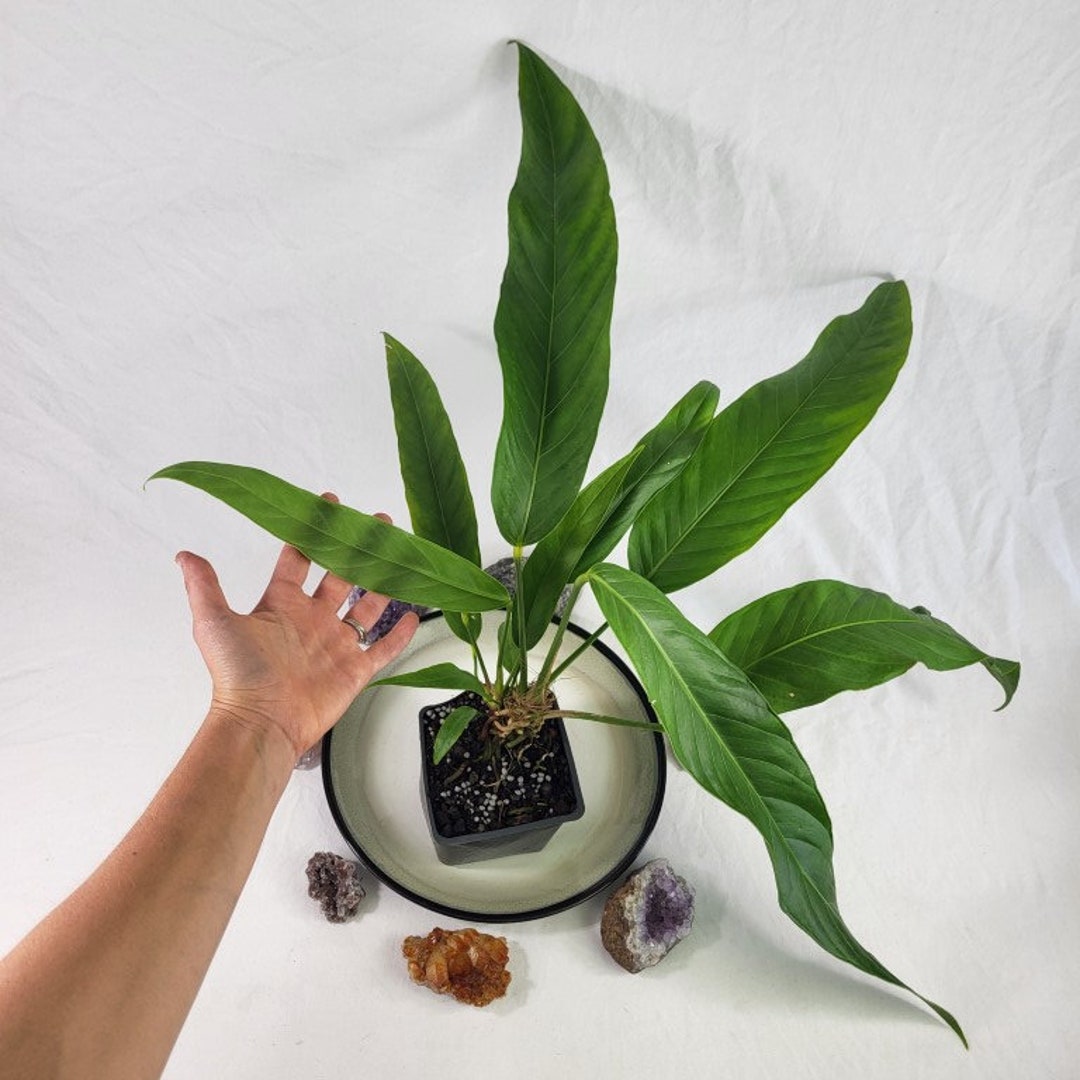 Anthurium Spectabile, Exact Plant Double Plant - Etsy
