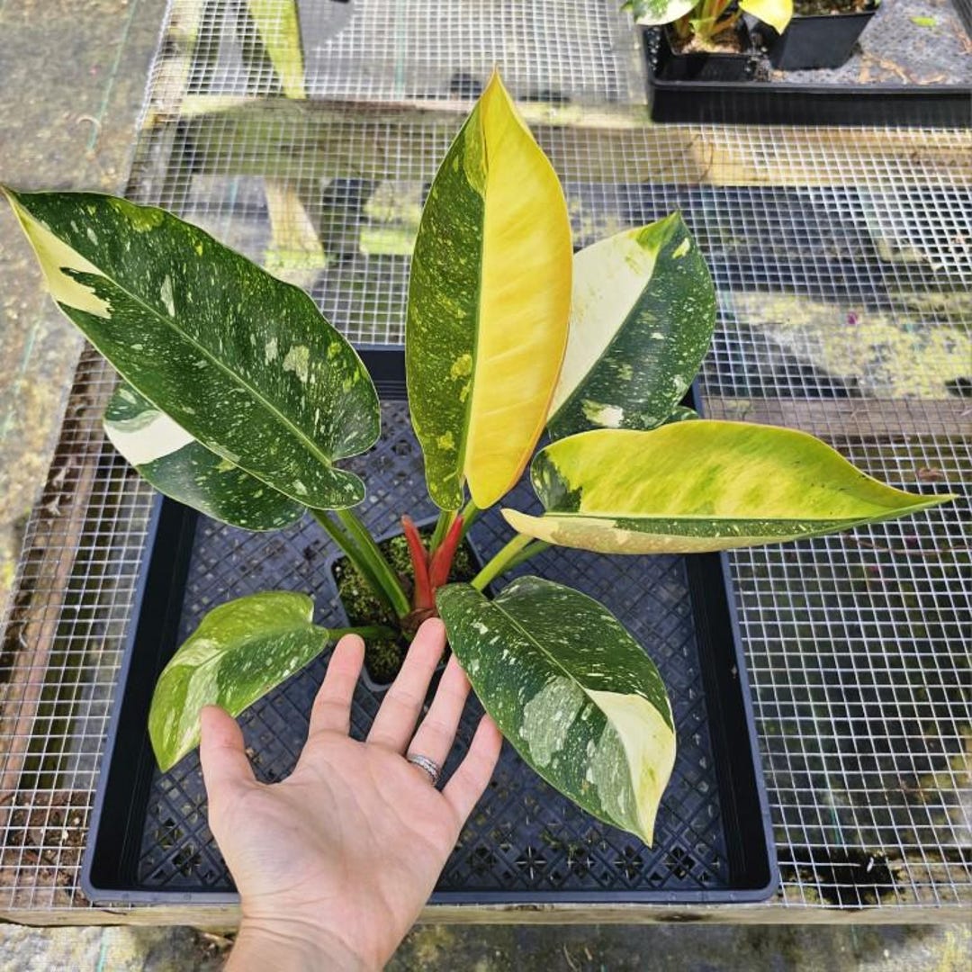 Philodendron Green Congo Nuclear, Exact Plant Variegated - Etsy