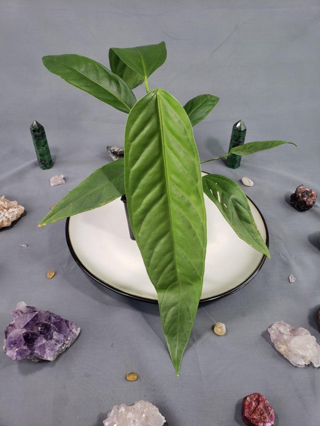 Anthurium Spectabile Narrow Form, Medium, Ships Nationwide - Etsy