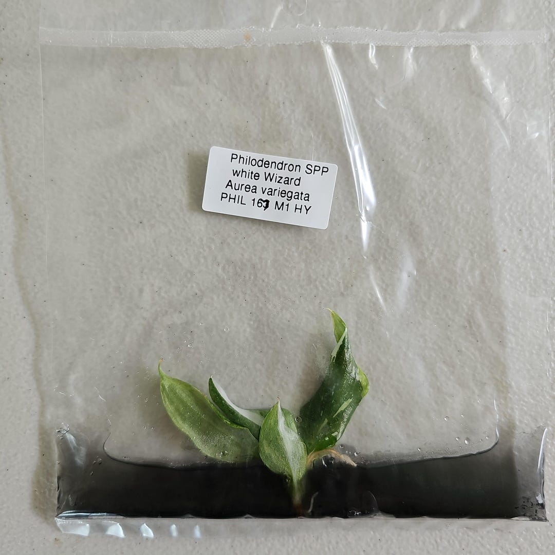 Philodendron White Wizard Aurea Variegated Tissue Culture 2dayair - Etsy