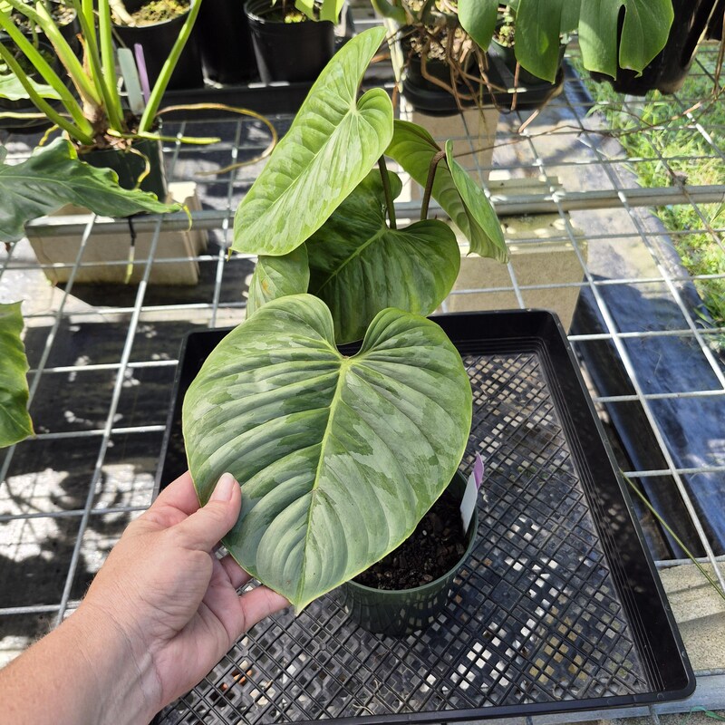 Philodendron Sodiroi - Etsy