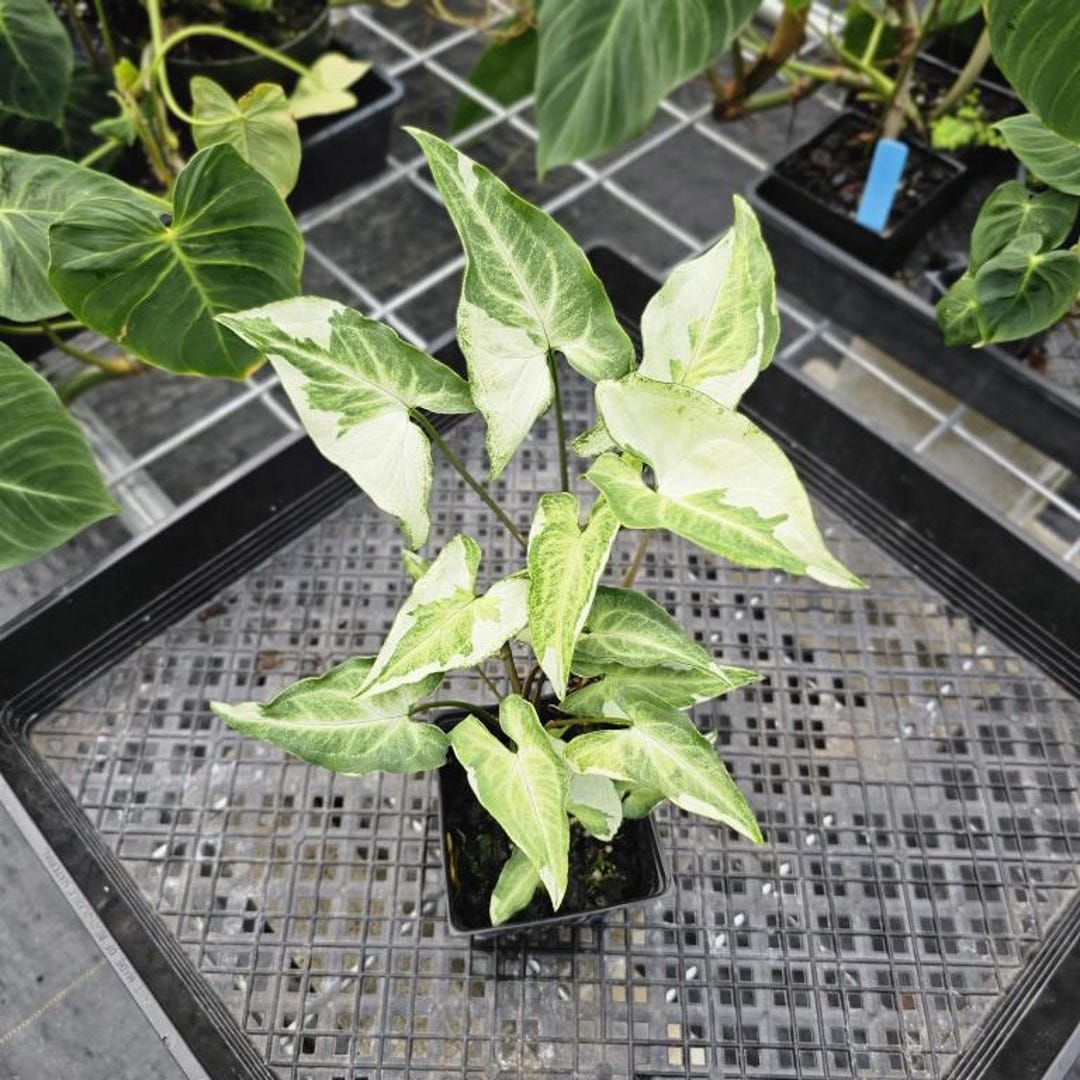 Syngonium Three Kings Magic Marble, Variegated Triple Plant Ships ...