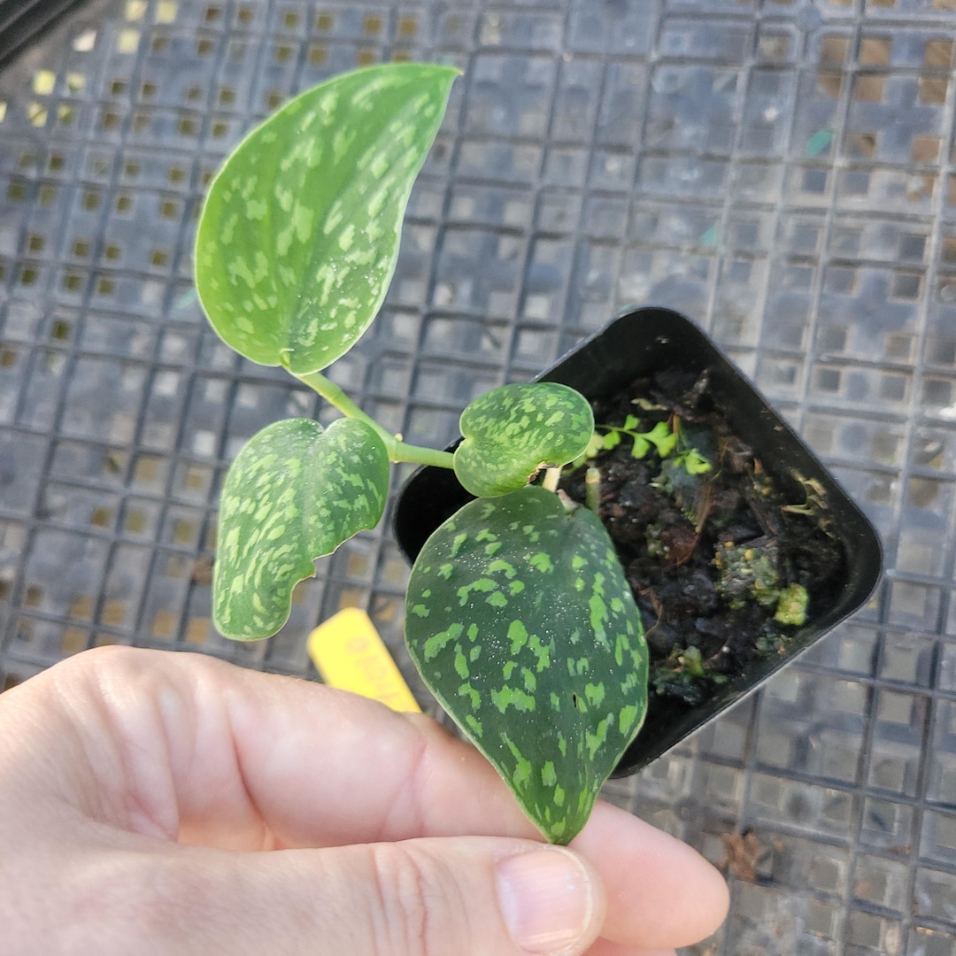 Scindapsus Snake Scale, Exact Plant Ships Nationwide - Etsy