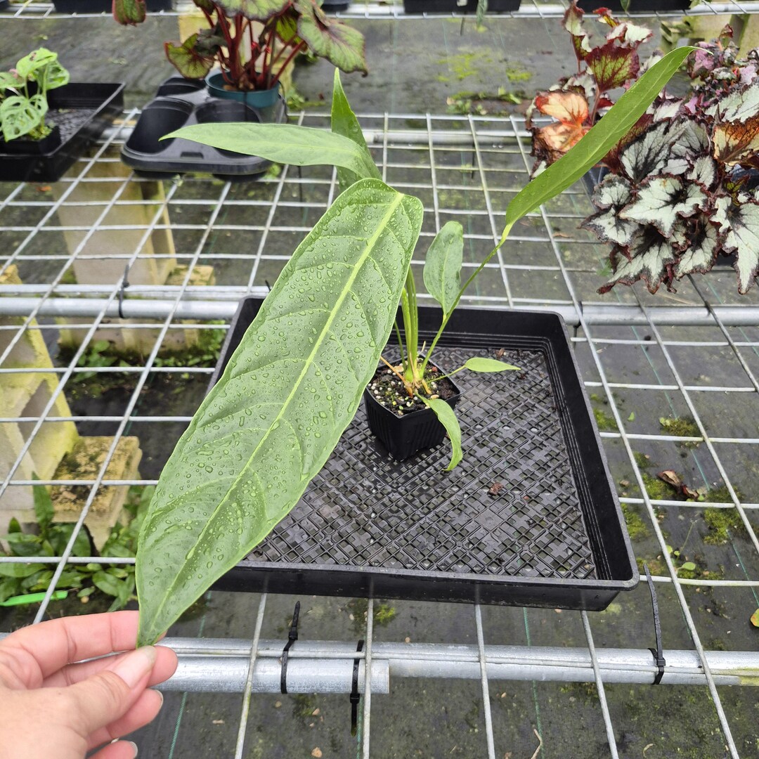 Anthurium Spectabile, Exact Plant - Etsy