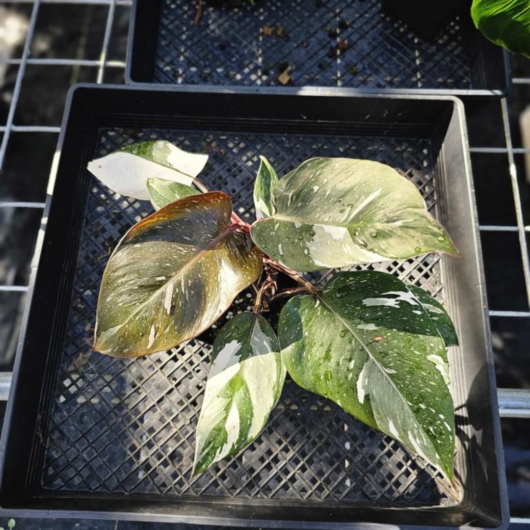 Philodendron Red Anderson, Exact Plant Ships Nationwide - Etsy