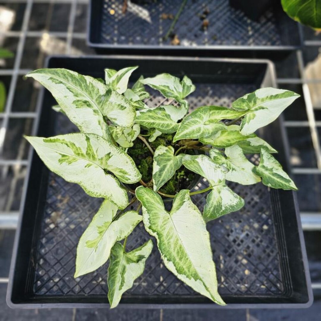 Syngonium Three Kings Magic Marble, Variegated Triple Plant Pot Ships ...