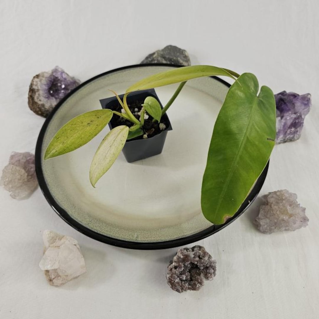 Philodendron Whipple Way, Exact Plant Variegated Ships Nationwide - Etsy