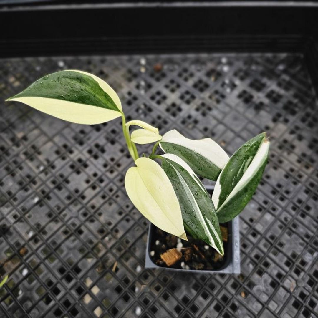 Scindapsus Blue Albo, Exact Plant Variegated Ships Nationwide - Etsy