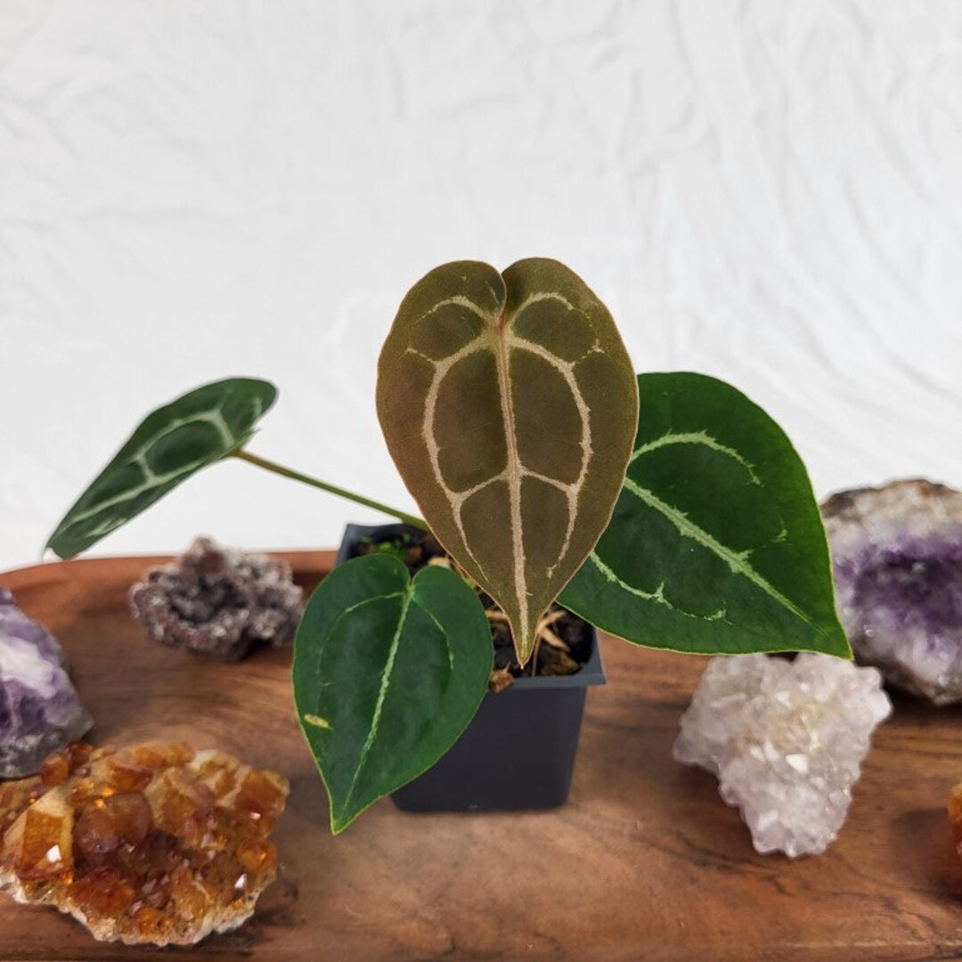 Anthurium Michelle X Zara X Hybrid, Exact Plant Ships Nationwide - Etsy