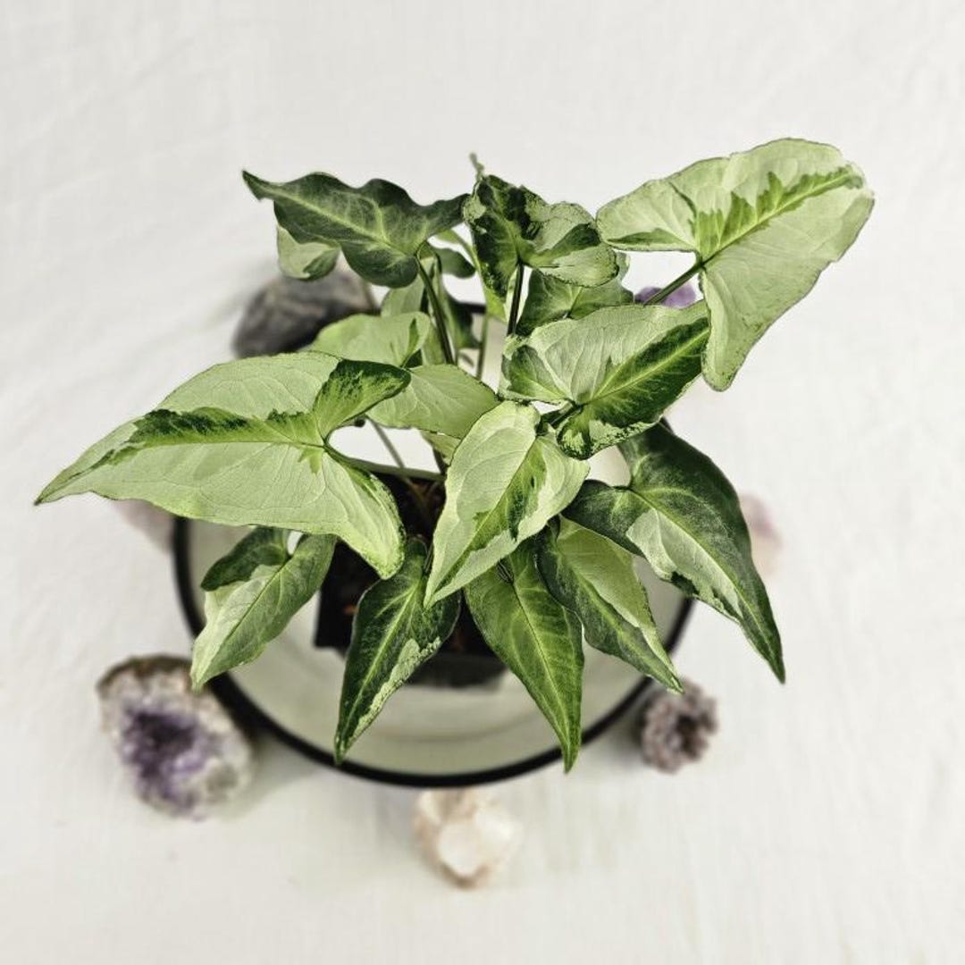 Syngonium Three Kings Magic Marble, Variegated Multi Plant Ships ...