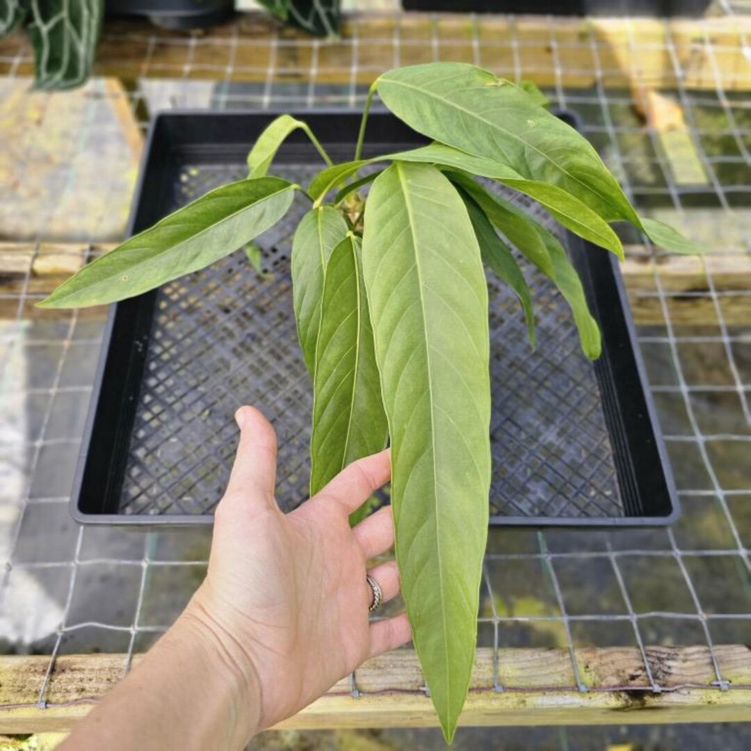 Anthurium Spectabile X, Exact Plant - Etsy