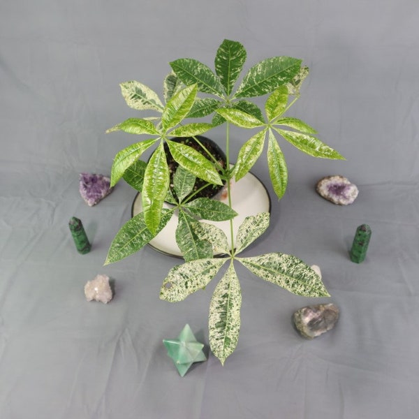 Variegated Money Tree - Etsy