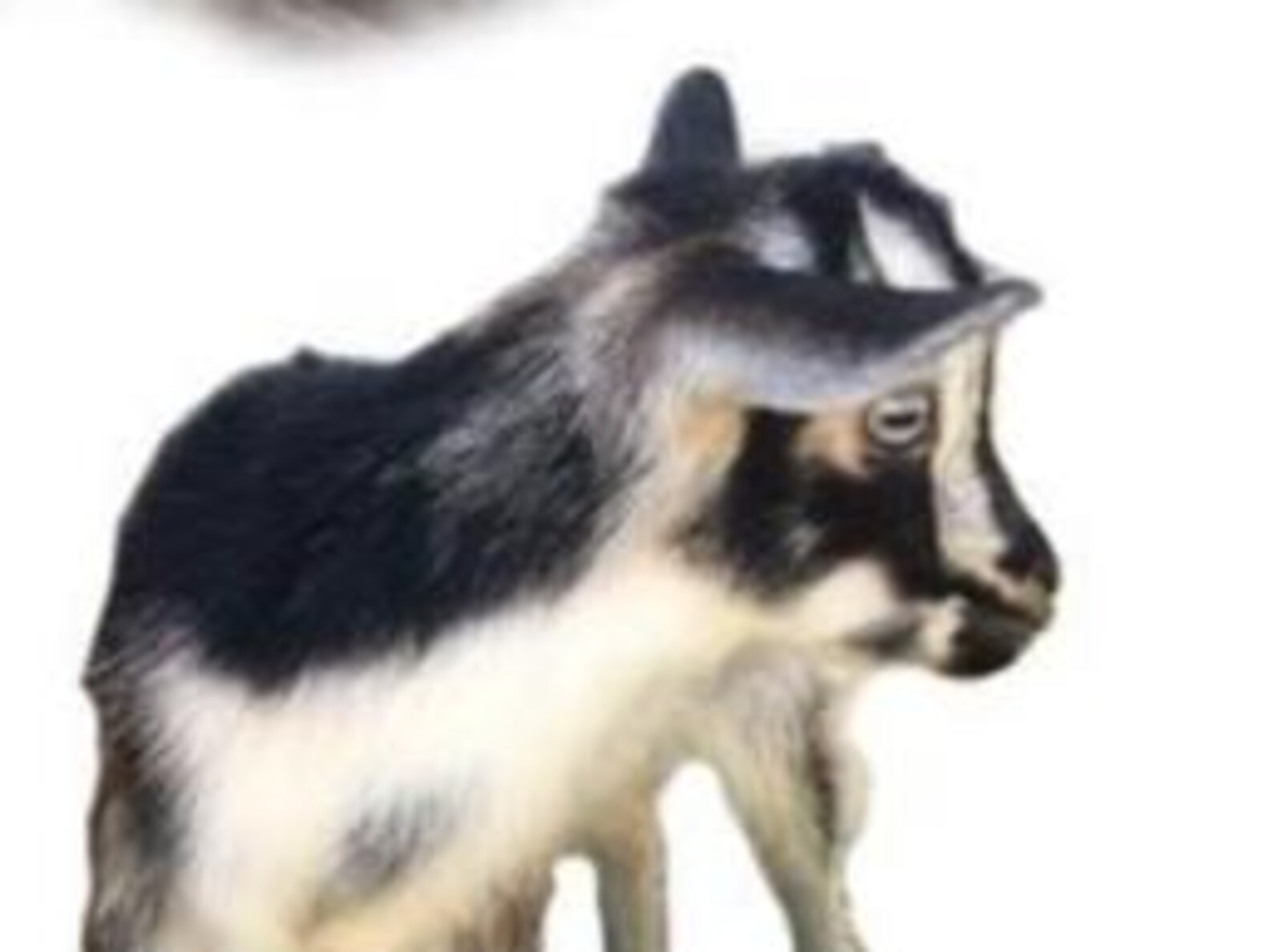 Goat Clip Art, Baby Goat Photo Overlays - Etsy