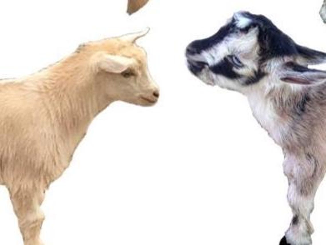 Goat Clip Art, Baby Goat Photo Overlays - Etsy