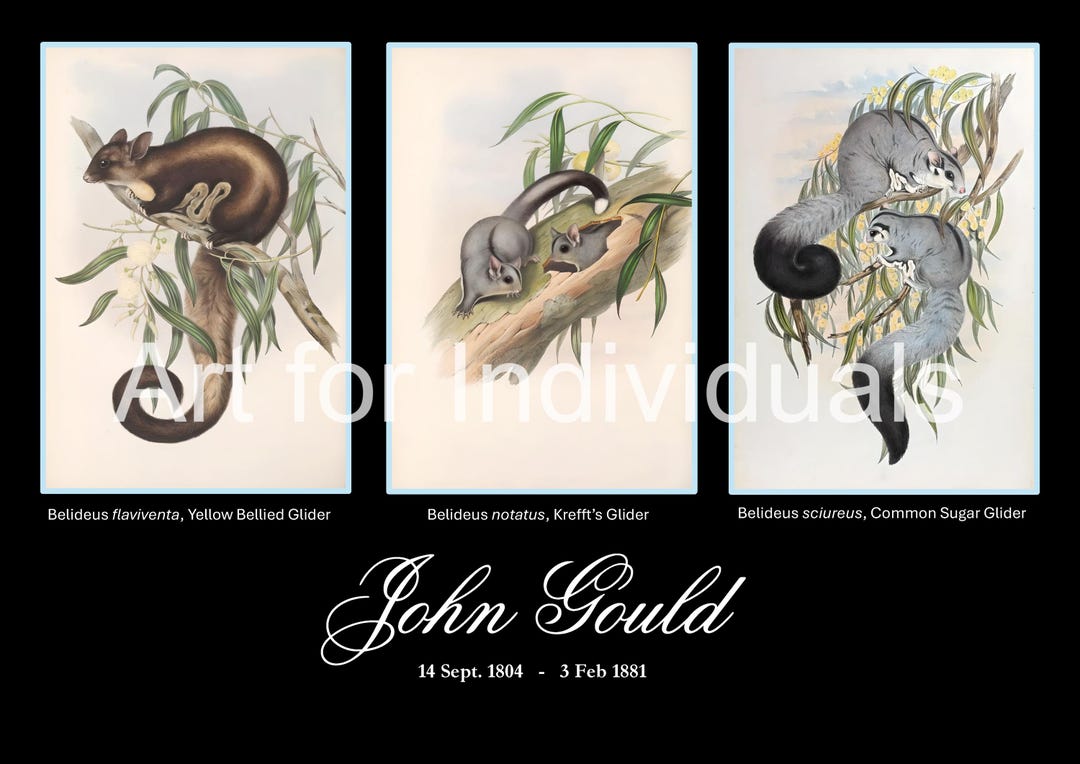 John Gould Glider Art Print | Vintage Australian Wildlife Illustration ...