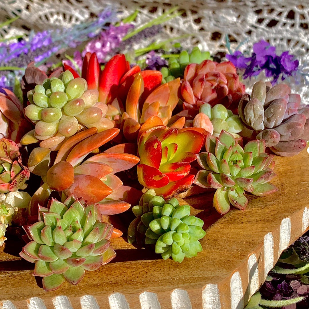 12/24/100pack Live Mix Assortment Succulent, Bare Root Easy Care ...