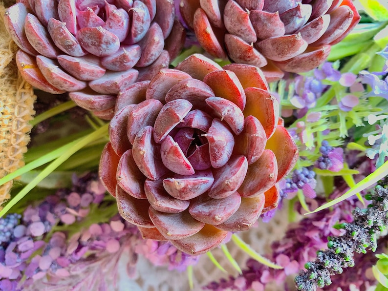 Echeveria ‘blueberry’ Live Succulent Plant – Easy Care Indoor Succulent ...