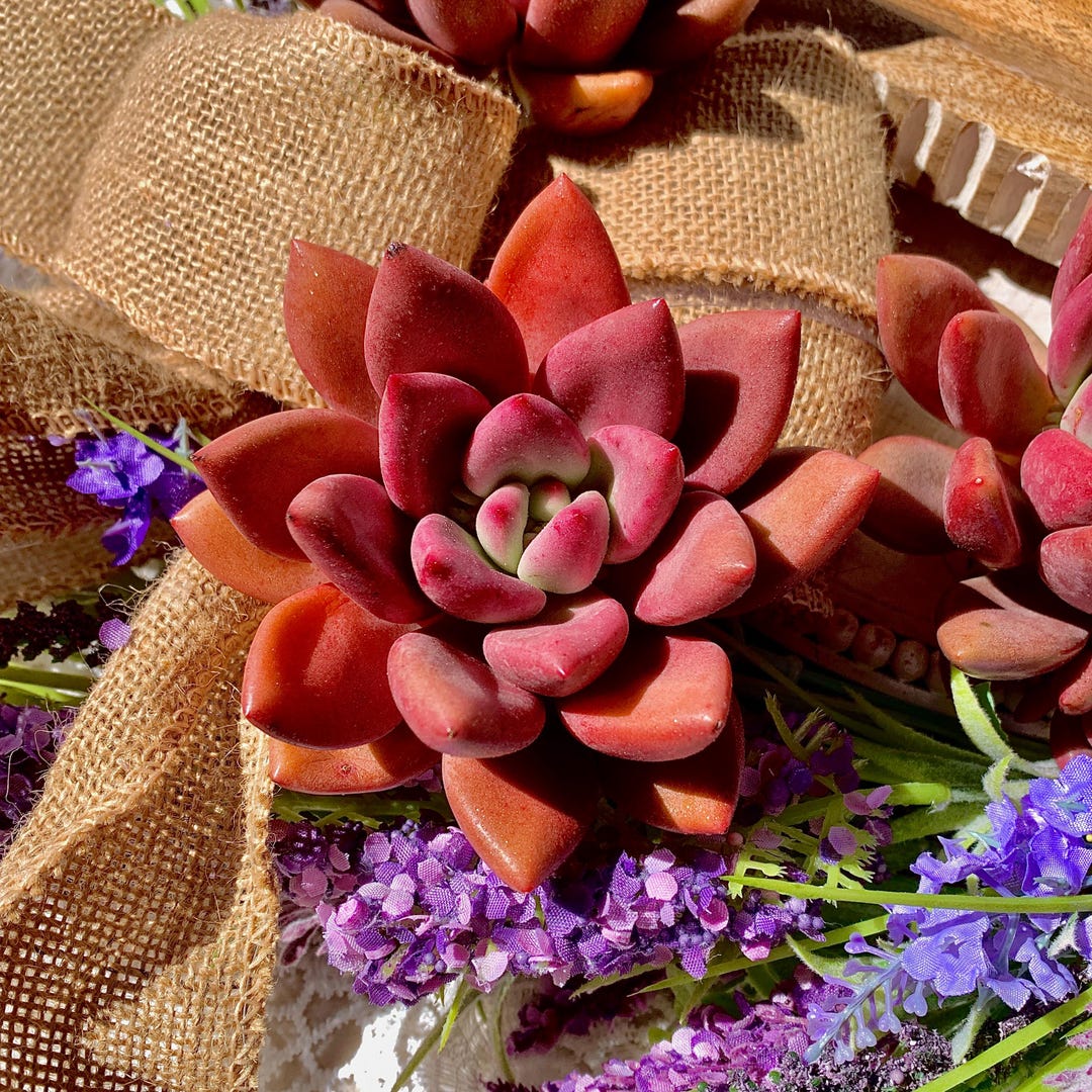 Rare Graptoveria Ruby Donna Succulent: Colorful Easy Care Plant (bare ...