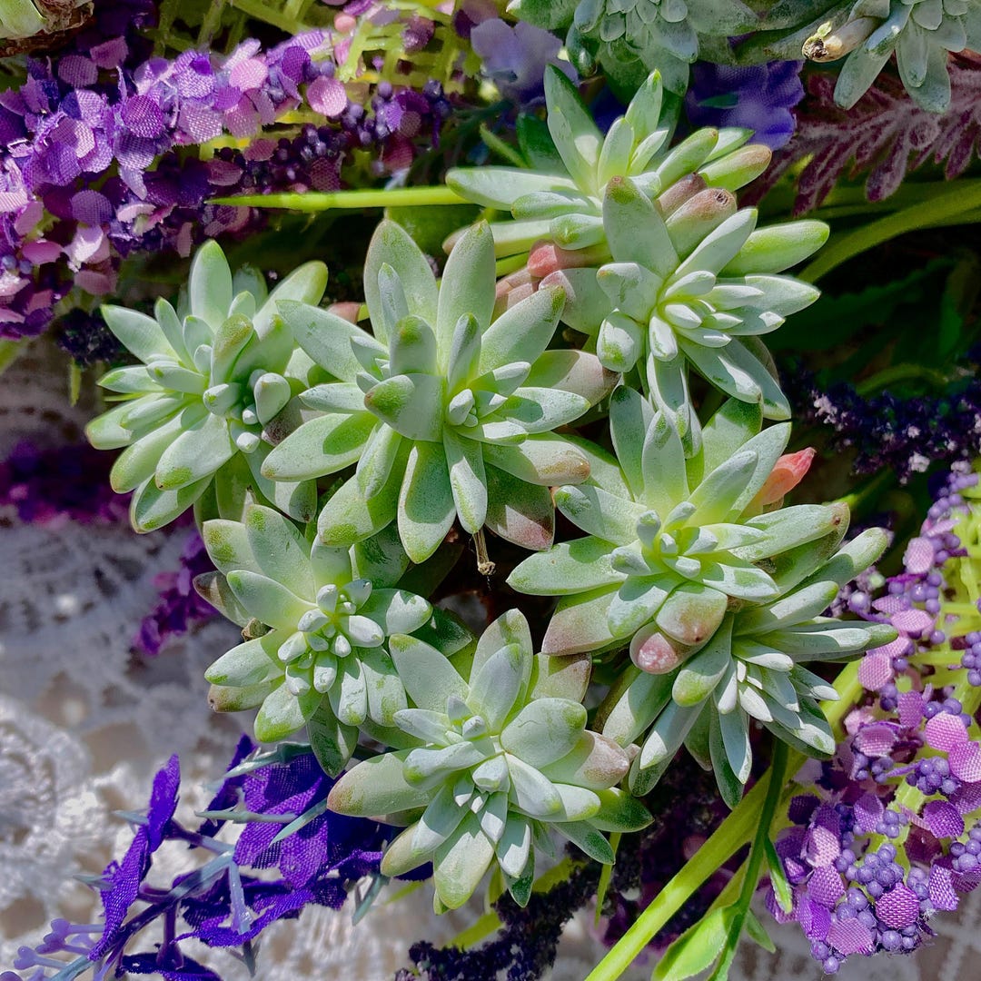 Dudleya Gnoma Swmccabe Rare Succulents 2.5-3"green Succulents | Live ...