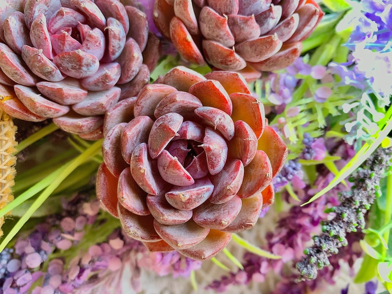 Echeveria ‘blueberry’ Live Succulent Plant – Easy Care Indoor Succulent ...