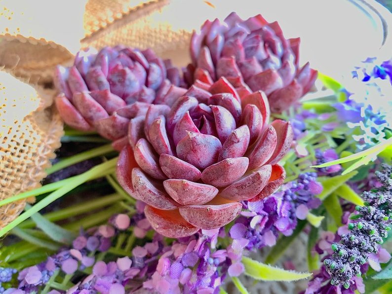 Echeveria ‘blueberry’ Live Succulent Plant – Easy Care Indoor Succulent ...