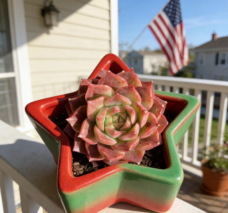 Echeveria ‘conch’ Live Succulent Plant Rosette Echeveria | Indoor ...