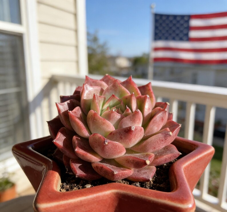 Echeveria ‘conch’ Live Succulent Plant Rosette Echeveria | Indoor ...