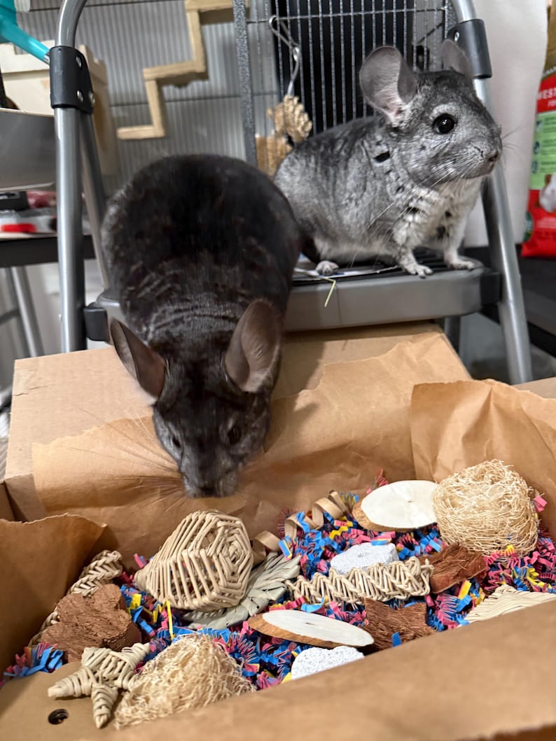 Forage Box Fun – Natural Enrichment Busy Box & Chew Toys for ...