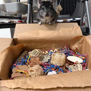 Forage Box Fun – Natural Enrichment Busy Box & Chew Toys for ...