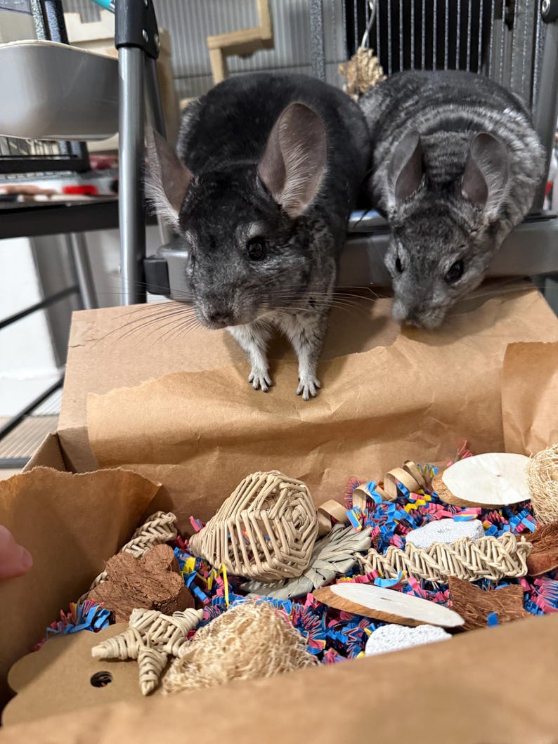 Forage Box Fun – Natural Enrichment Busy Box & Chew Toys for ...