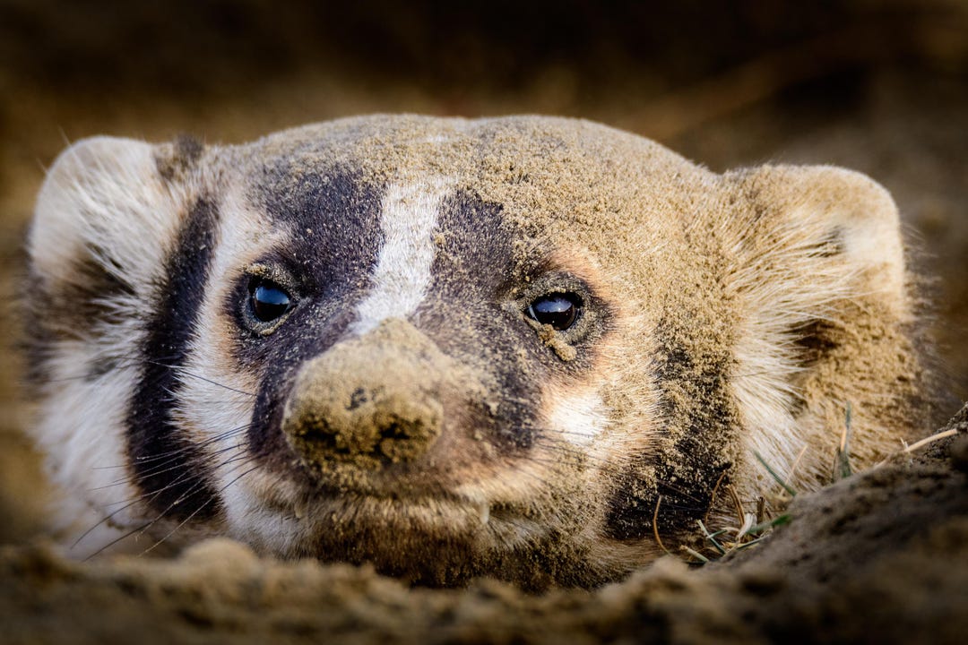 Badger Digital Download JPG - Etsy