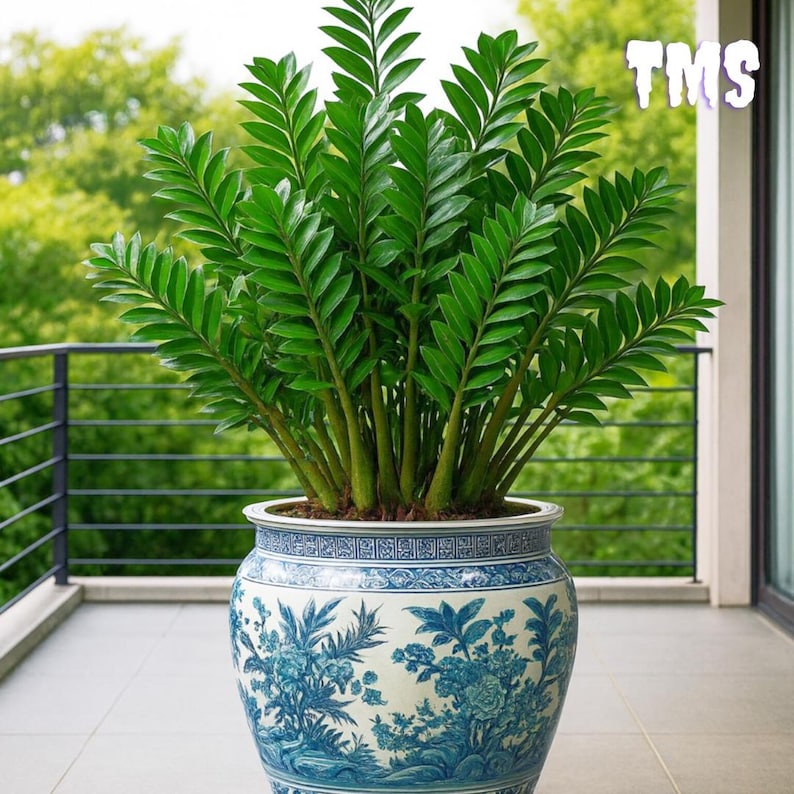 100 Houseplant Zamioculcas Zamiifolia Fern Arum Flower Seeds - Etsy