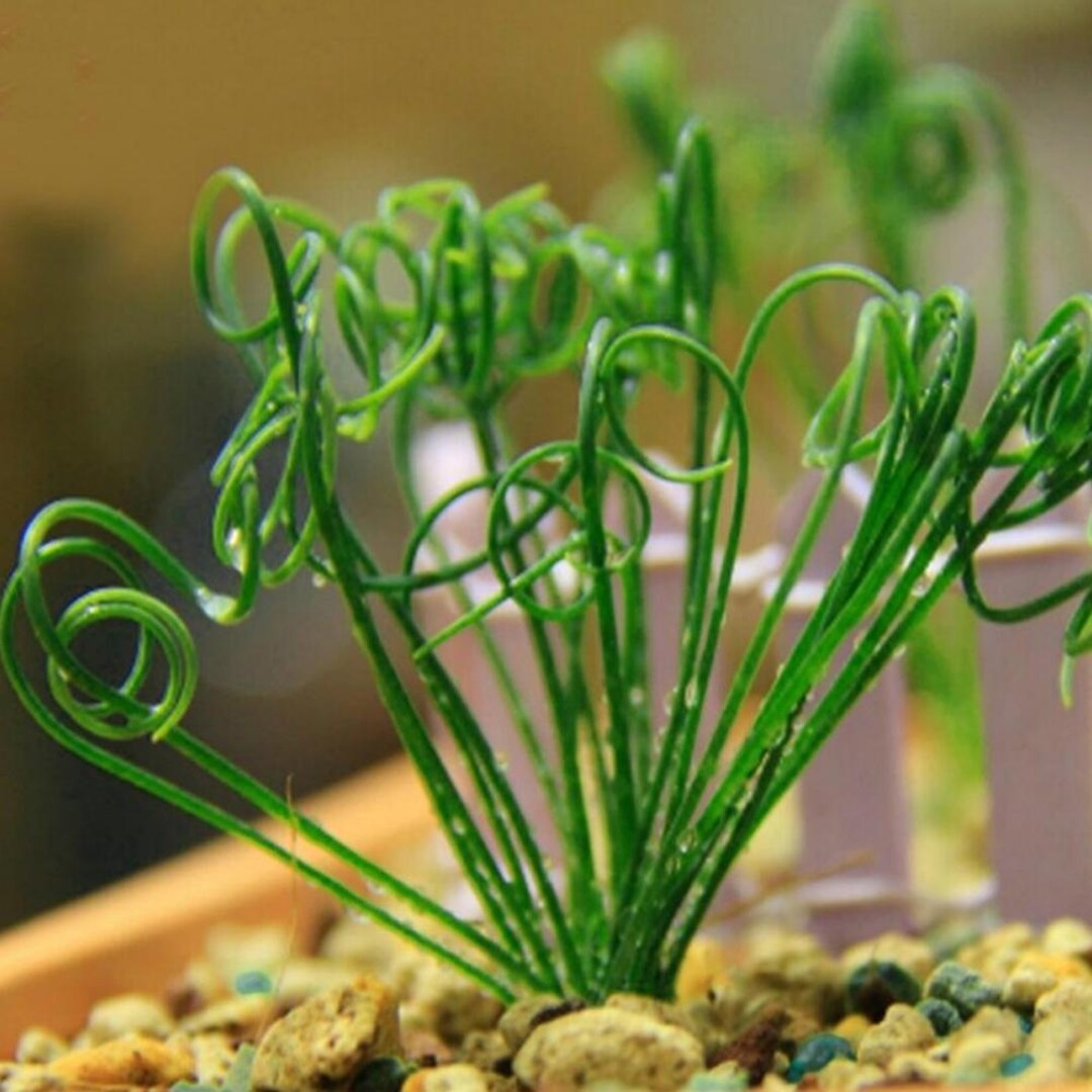 10 Rare Albuca Namaquensis Seeds | Evergreen Spiral Grass Corkscrew ...