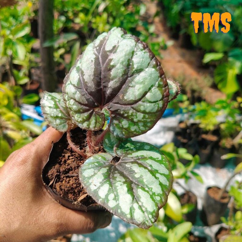 25+ Escargot Begonia Seeds | Rare Rex Begonia Cultivar | Spiraled ...