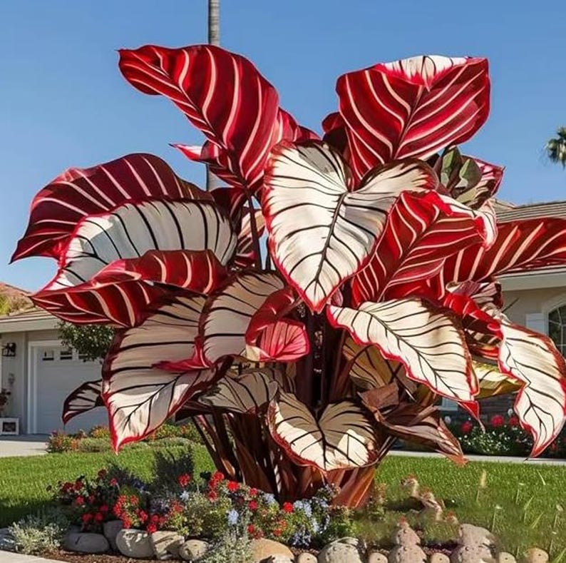 100 Caladium Seeds Suitable , Patios, Gardens (red and White) - Etsy