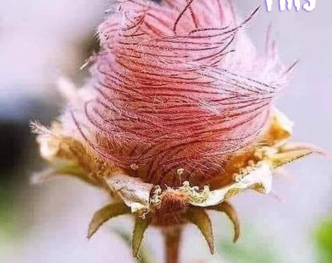 Prairie Smoke - Geum Triflorum - Rare 'plant' Seeds - Old Mans Whiskers ...
