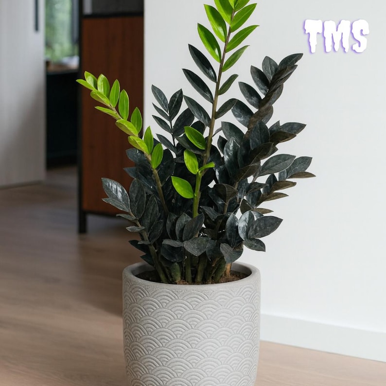 100 Houseplant Zamioculcas Zamiifolia Fern Arum Flower Seeds - Etsy