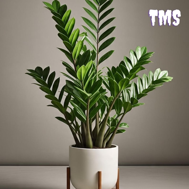 100 Houseplant Zamioculcas Zamiifolia Fern Arum Flower Seeds - Etsy