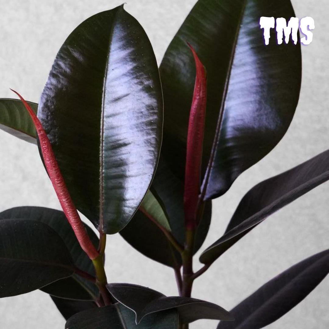 50 Rare Ficus Elastica Seeds | Glossy Rubber Tree Houseplant | Large ...