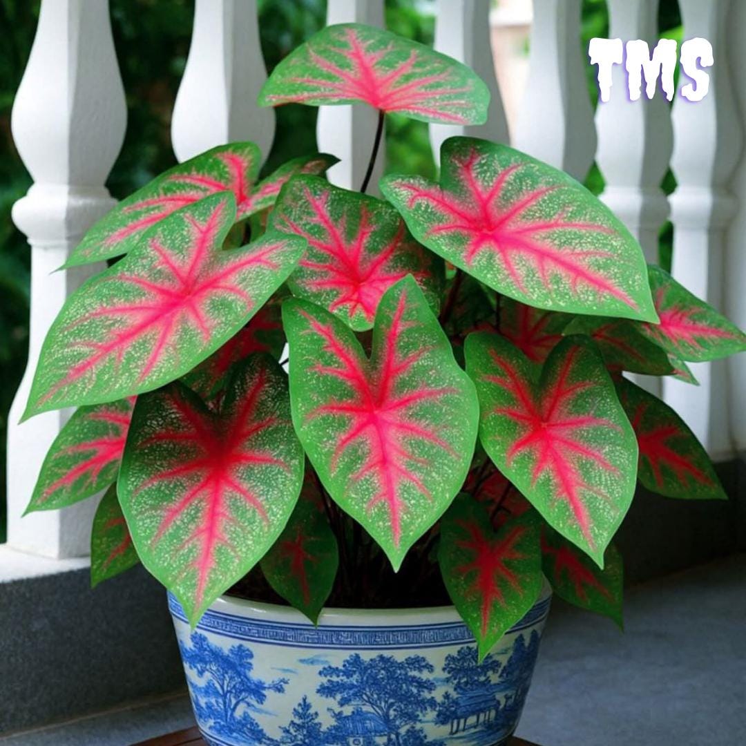 200 Rainbow Caladium Seeds | Evergreen Herb Tropical Foliage Mix ...