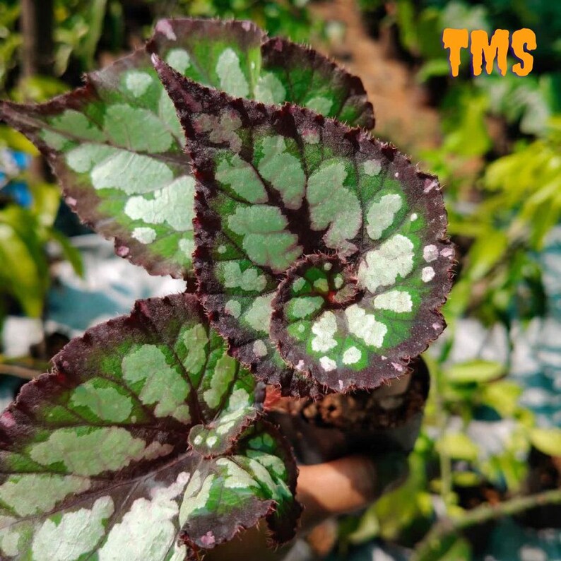 25+ Escargot Begonia Seeds | Rare Rex Begonia Cultivar | Spiraled ...