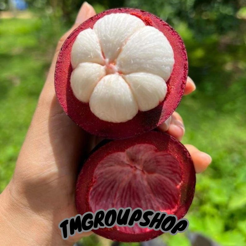 50 Mangosteen Seeds | Garcinia Mangostana Tropical Fruit | Sweet & Sour ...