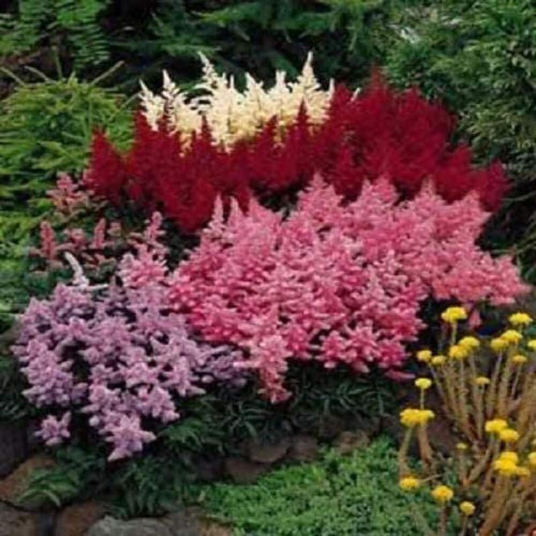 50 Mixed Astilbe Seeds | Simplicifolia Bunter Shade Flower | Mixed ...