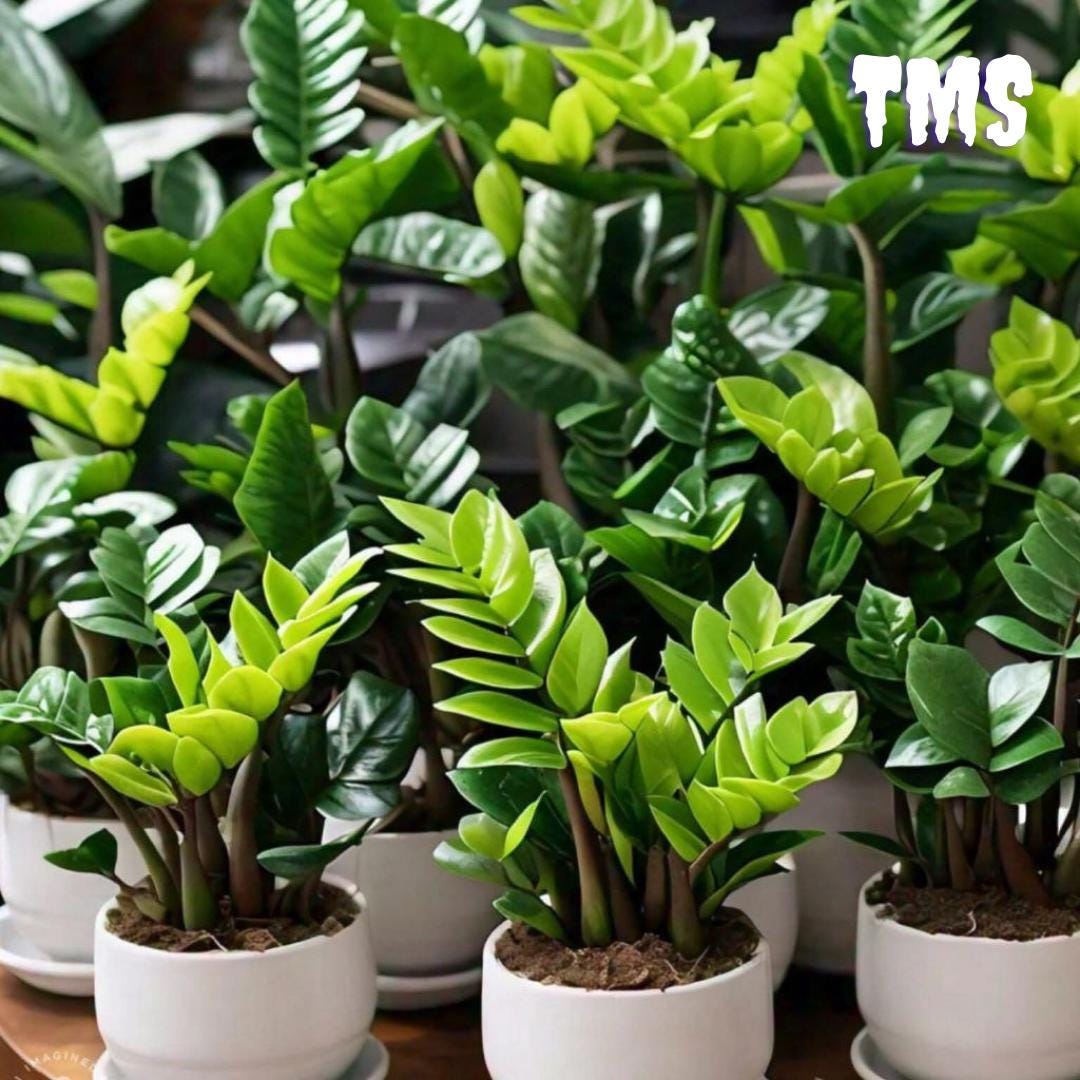100 Houseplant Zamioculcas Zamiifolia Fern Arum Flower Seeds - Etsy