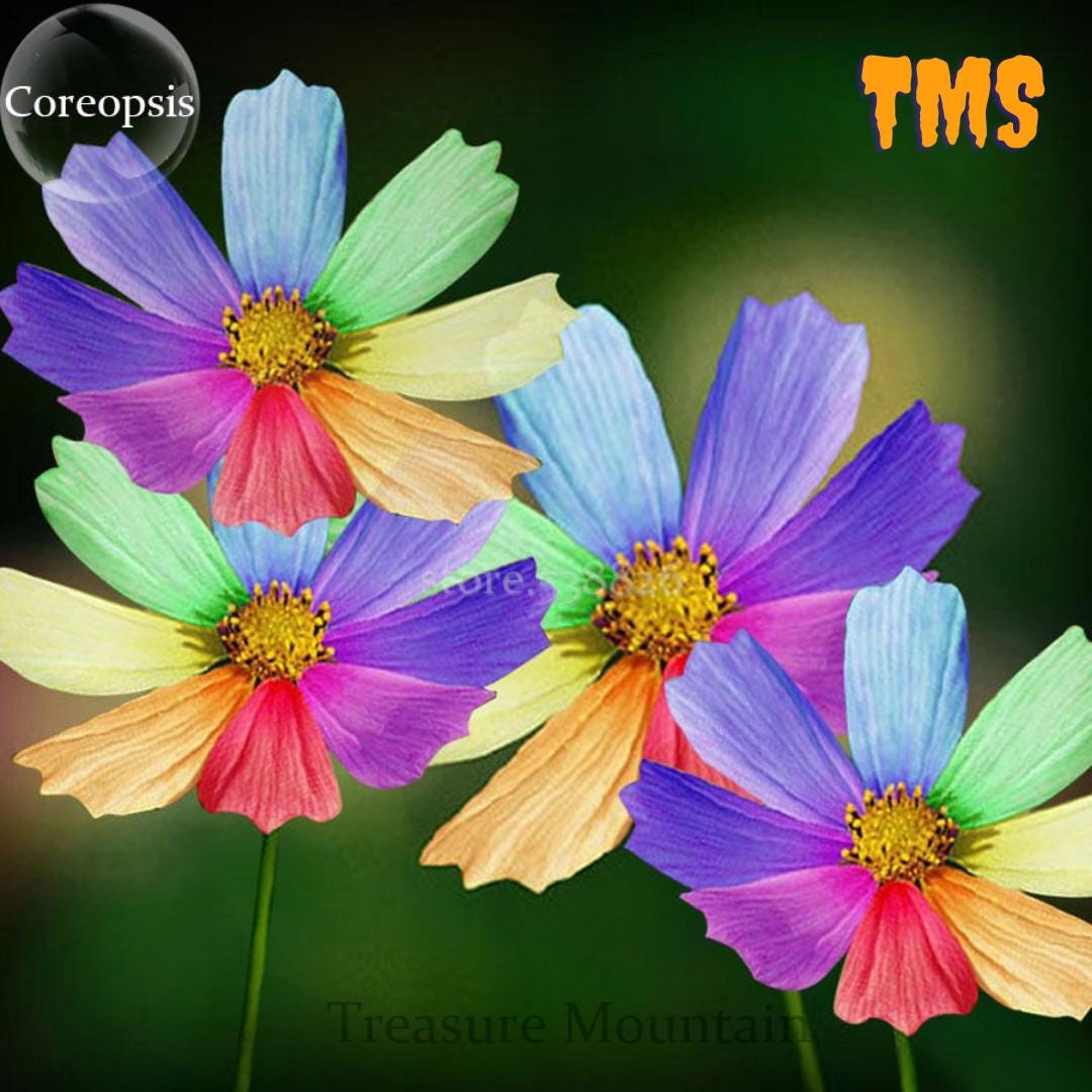 50 Rainbow Coreopsis Cosmos Seeds | Rare Mix-color Annual Flowers ...