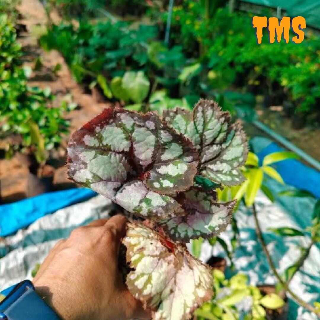 25+ Escargot Begonia Seeds | Rare Rex Begonia Cultivar | Spiraled ...