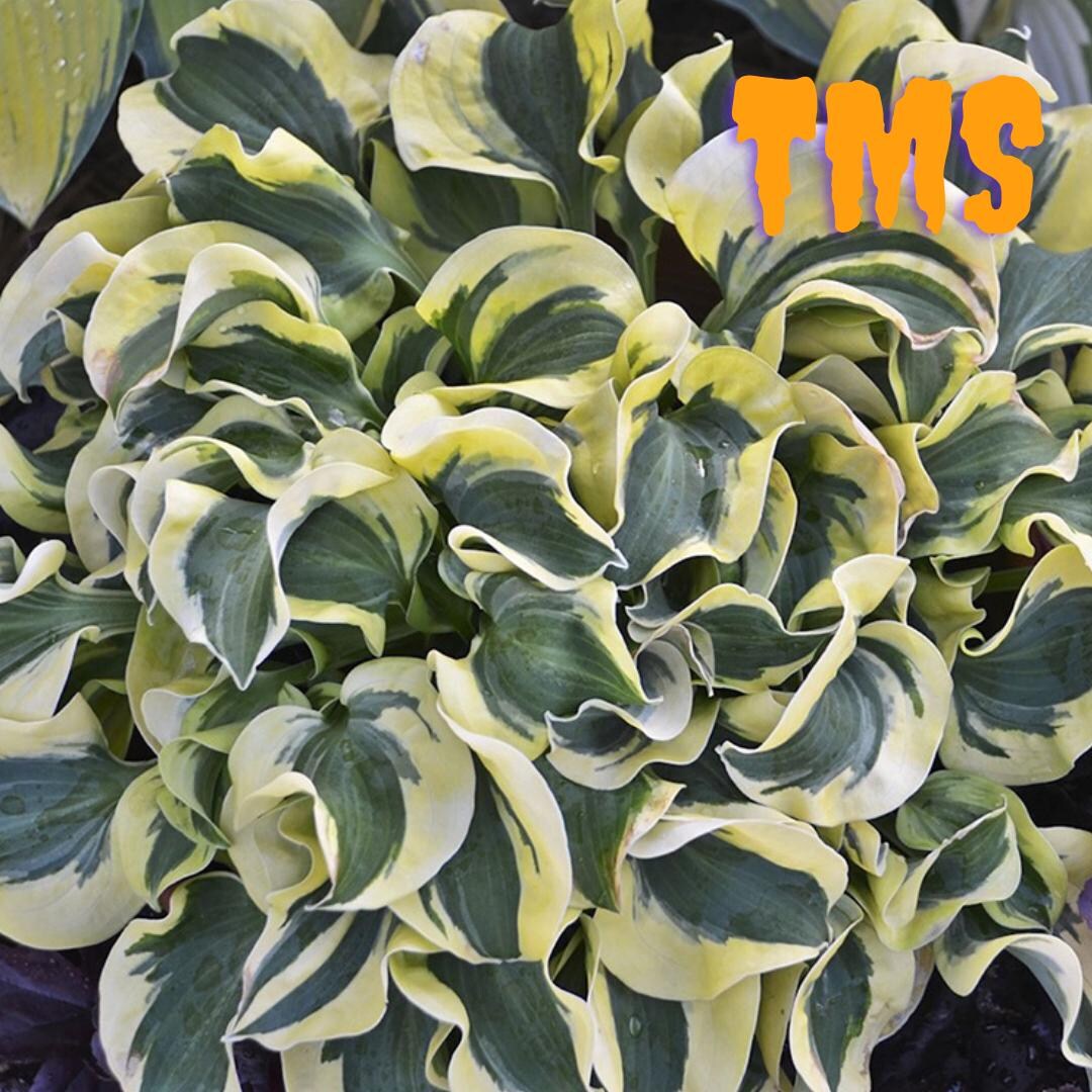 150 Hosta Seeds - Variegated Foliage Plant With White, Yellow & Green ...
