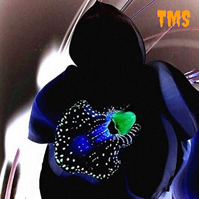 Orchid Seeds - Etsy