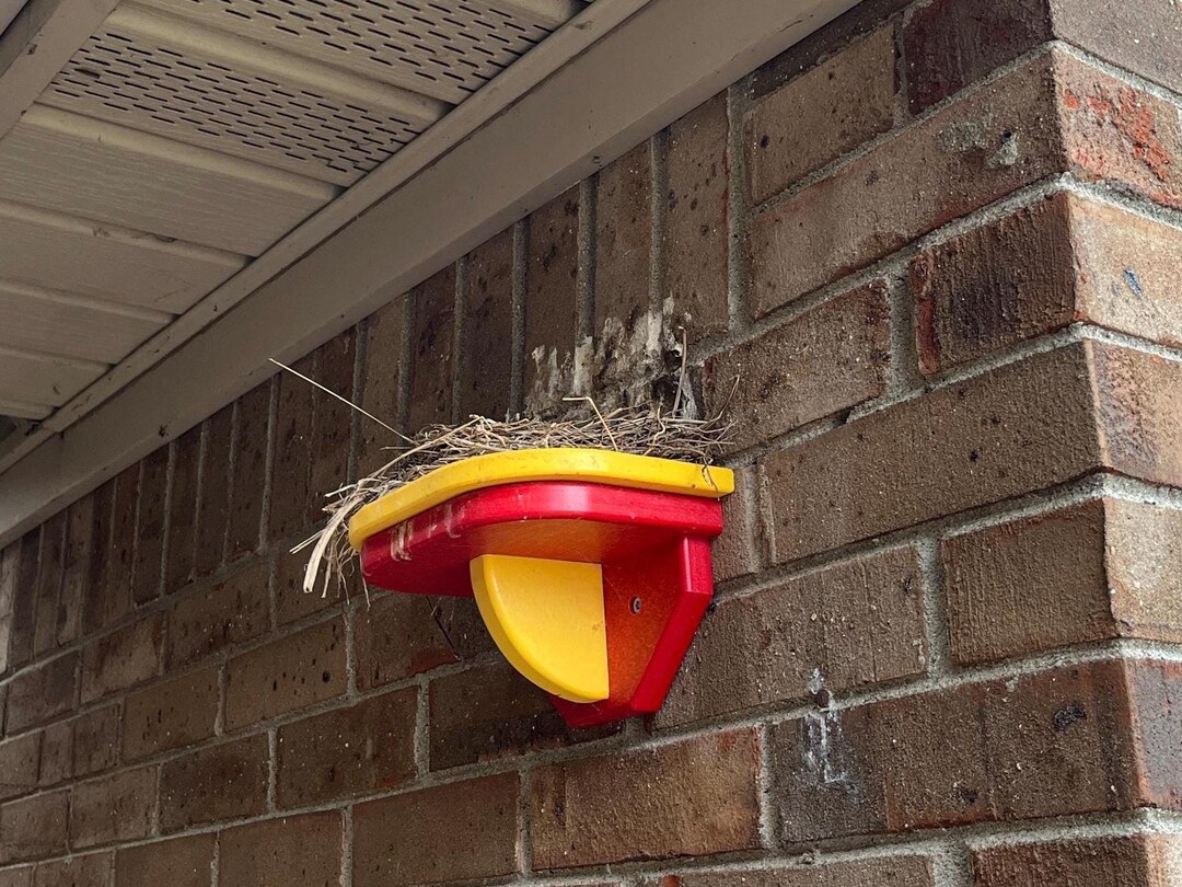 Poly Robin Roost, Bird Shelf, Bird Perch - Etsy